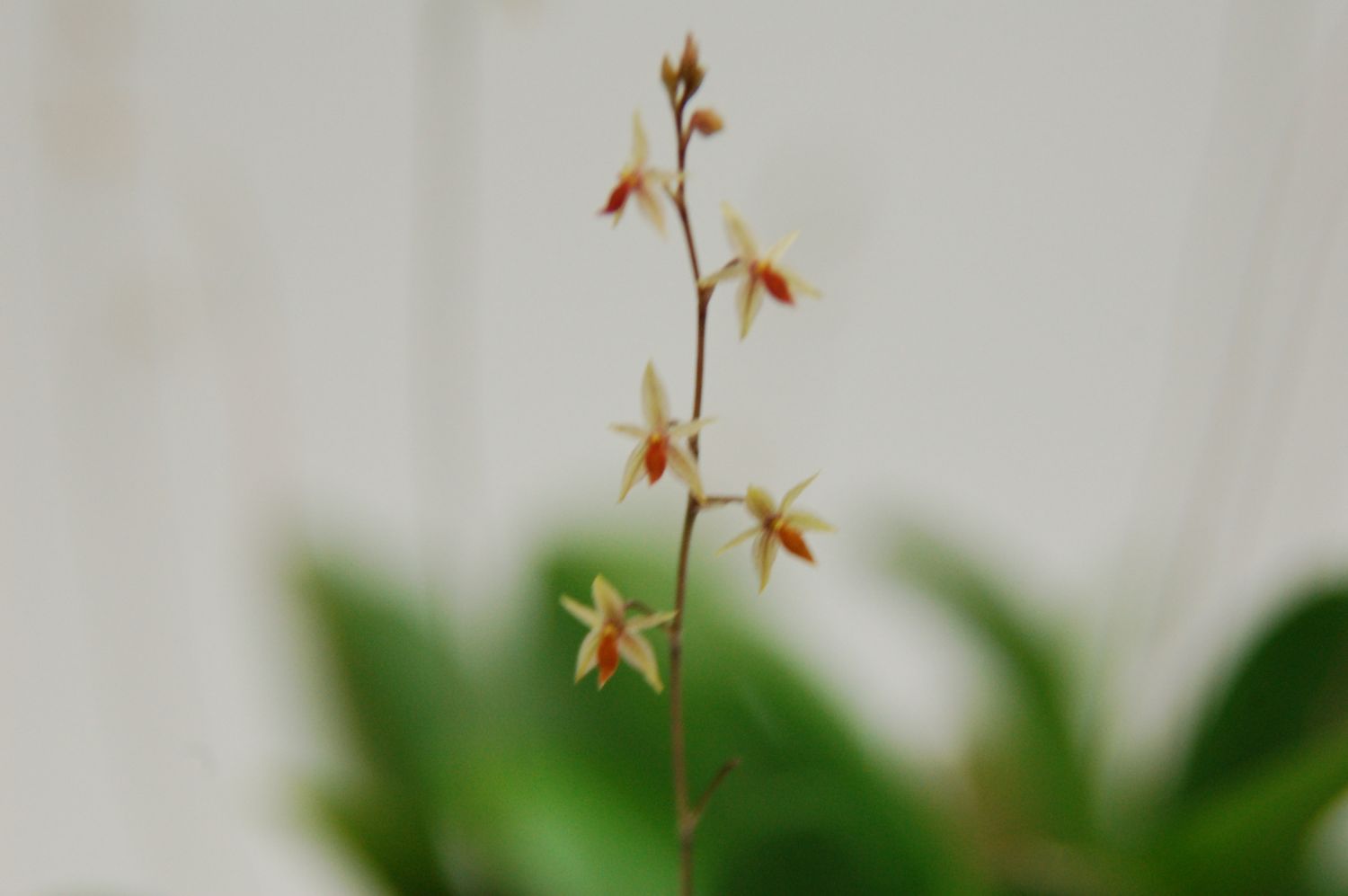 Platystele misera — Plant Wholesale FlorAccess