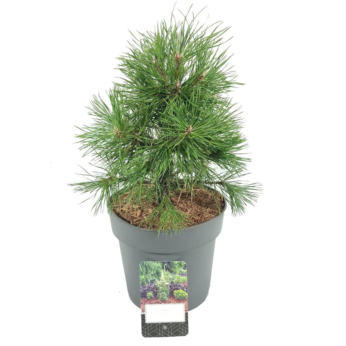 Pinus sylvestris 'Moseri' — Растения Оптовая FlorAccess