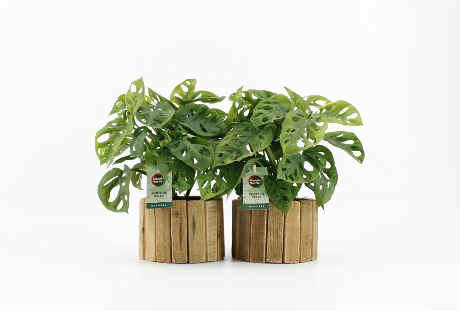 Monstera adansonii — Mayorista de plantas FlorAccess