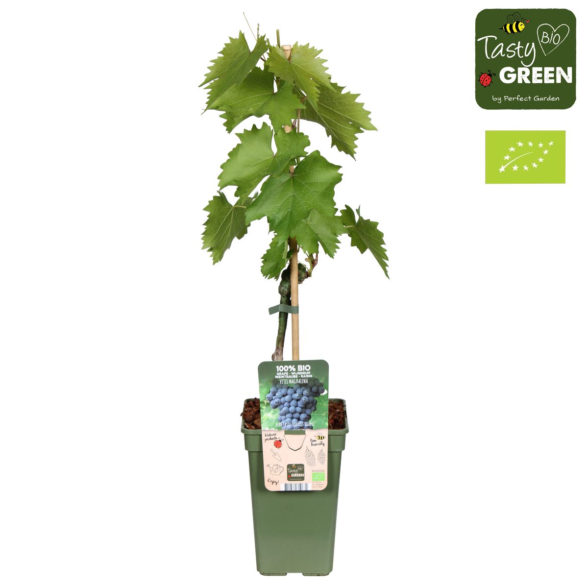 Vitis 'Magdalena' — Plant Wholesale FlorAccess