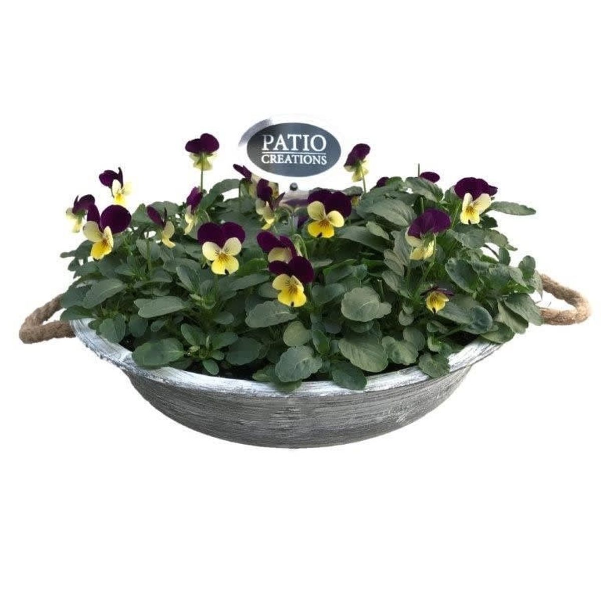 Arrangement Viola — Plant Wholesale FlorAccess