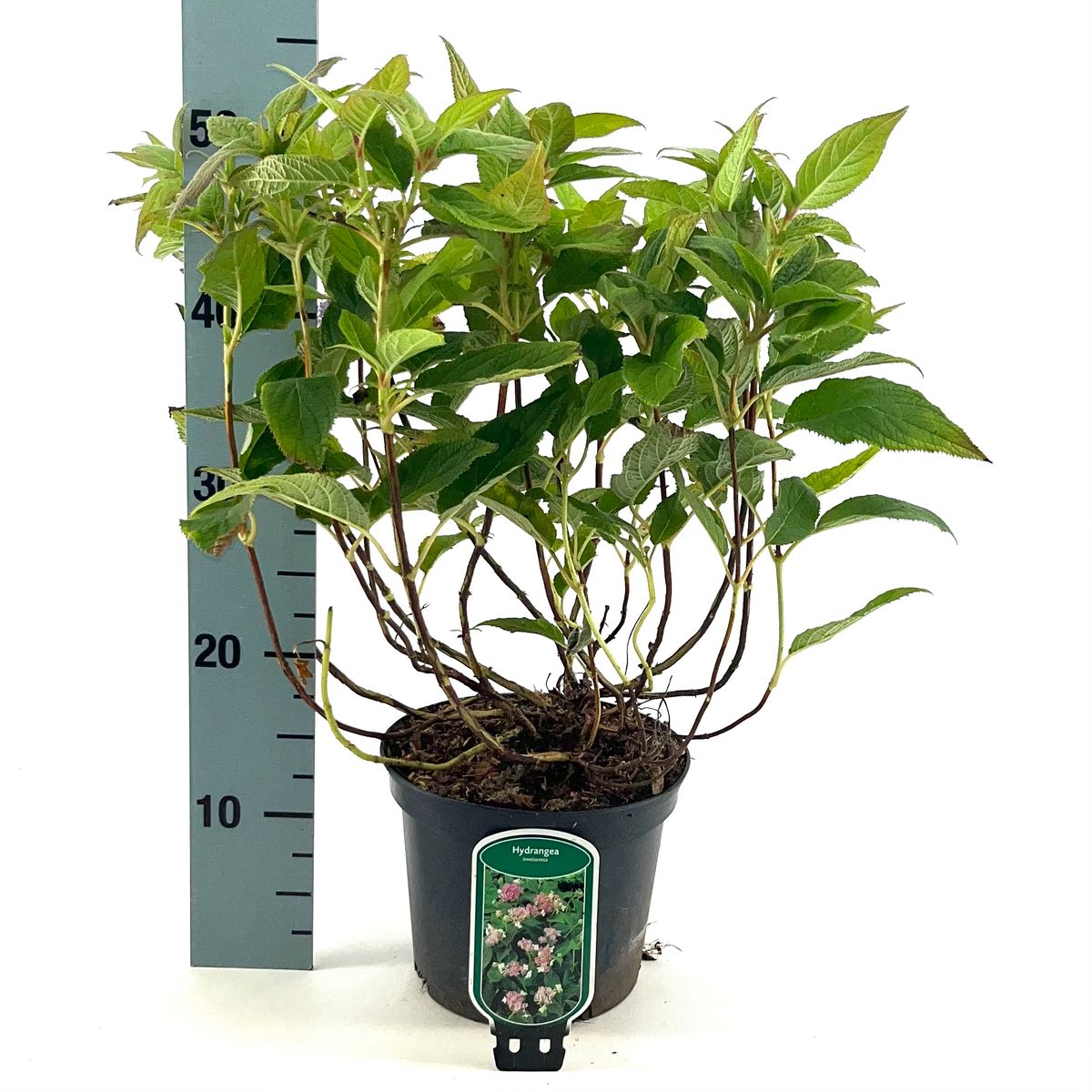 Hydrangea involucrata — Plant Wholesale FlorAccess