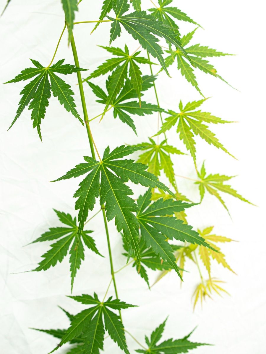 Acer palmatum CASCADE EMERALD — Plant Wholesale FlorAccess