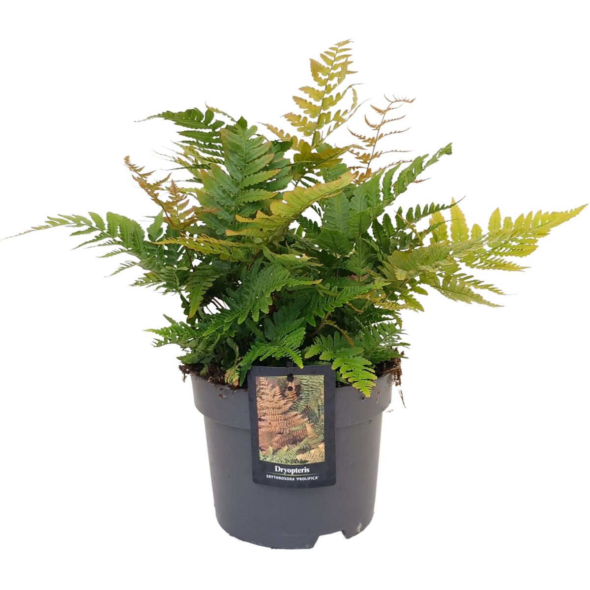 Dryopteris erythrosora prolifica — Plant Wholesale FlorAccess