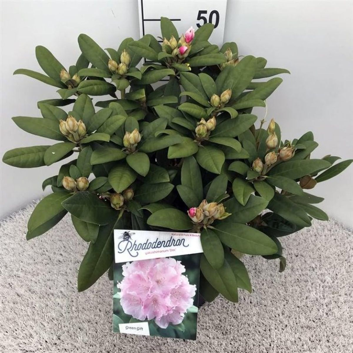 Rhododendron 'Doc' (Y) — Plant Wholesale FlorAccess