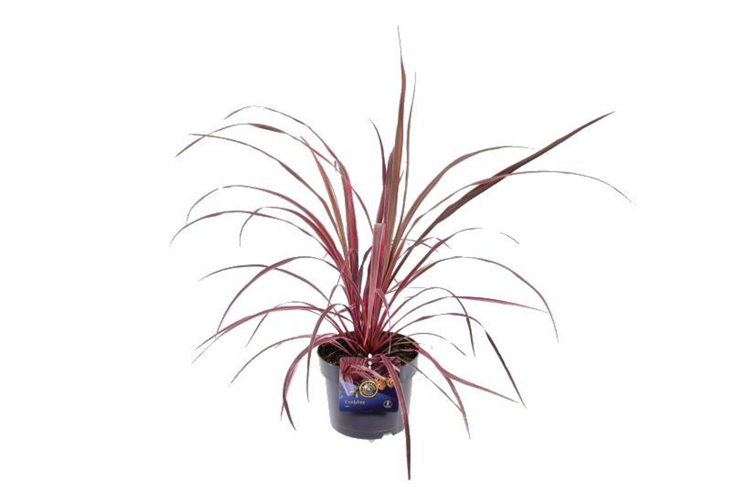 Cordyline 'Salsa' — Plant Wholesale FlorAccess