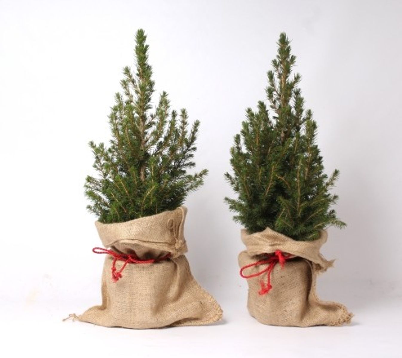 Picea glauca 'Conica' — Mayorista de plantas FlorAccess