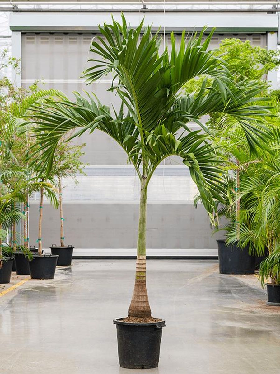 Adonidia merrillii — Plant Wholesale FlorAccess