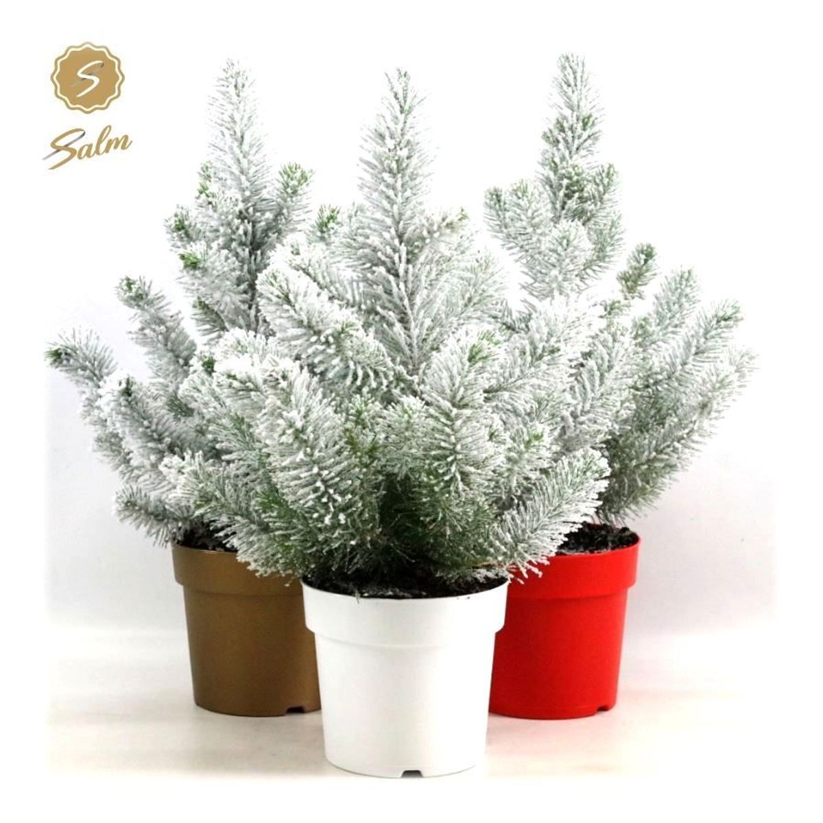 Pinus pinea 'Silver Crest' — Plant Wholesale FlorAccess
