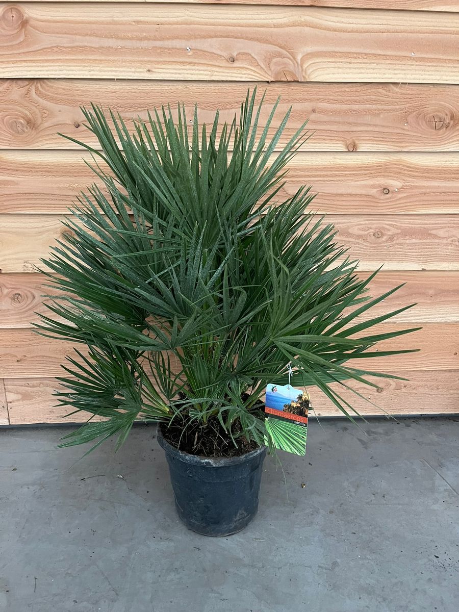 Chamaerops humilis — Plant Wholesale FlorAccess