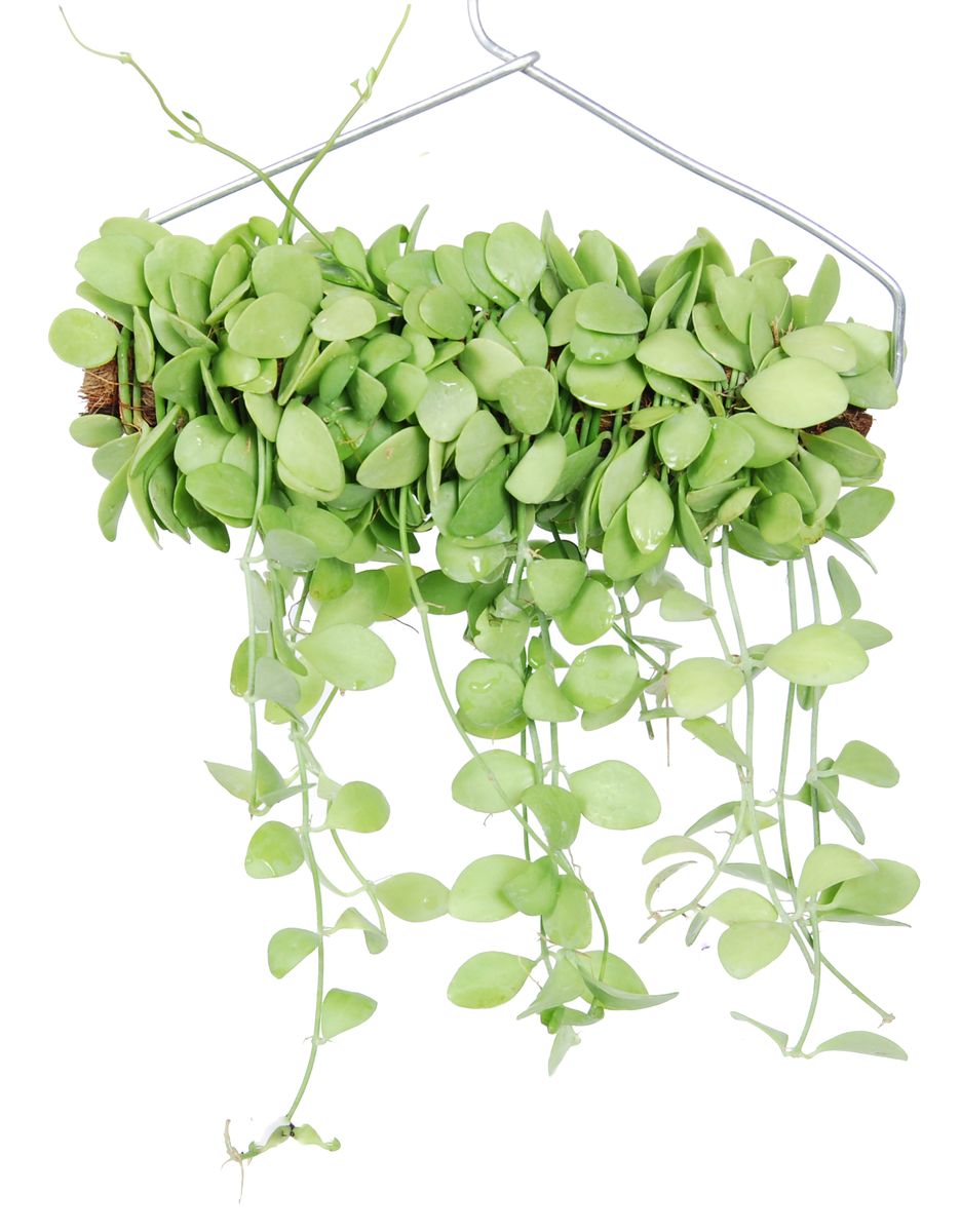 Dischidia 'Geri' — Plant Wholesale FlorAccess