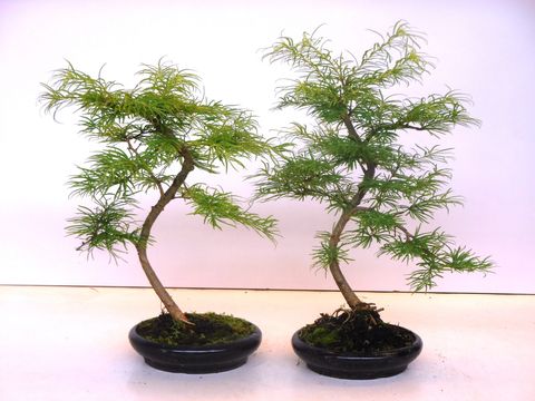 Pseudolarix amabilis — Plant Wholesale FlorAccess