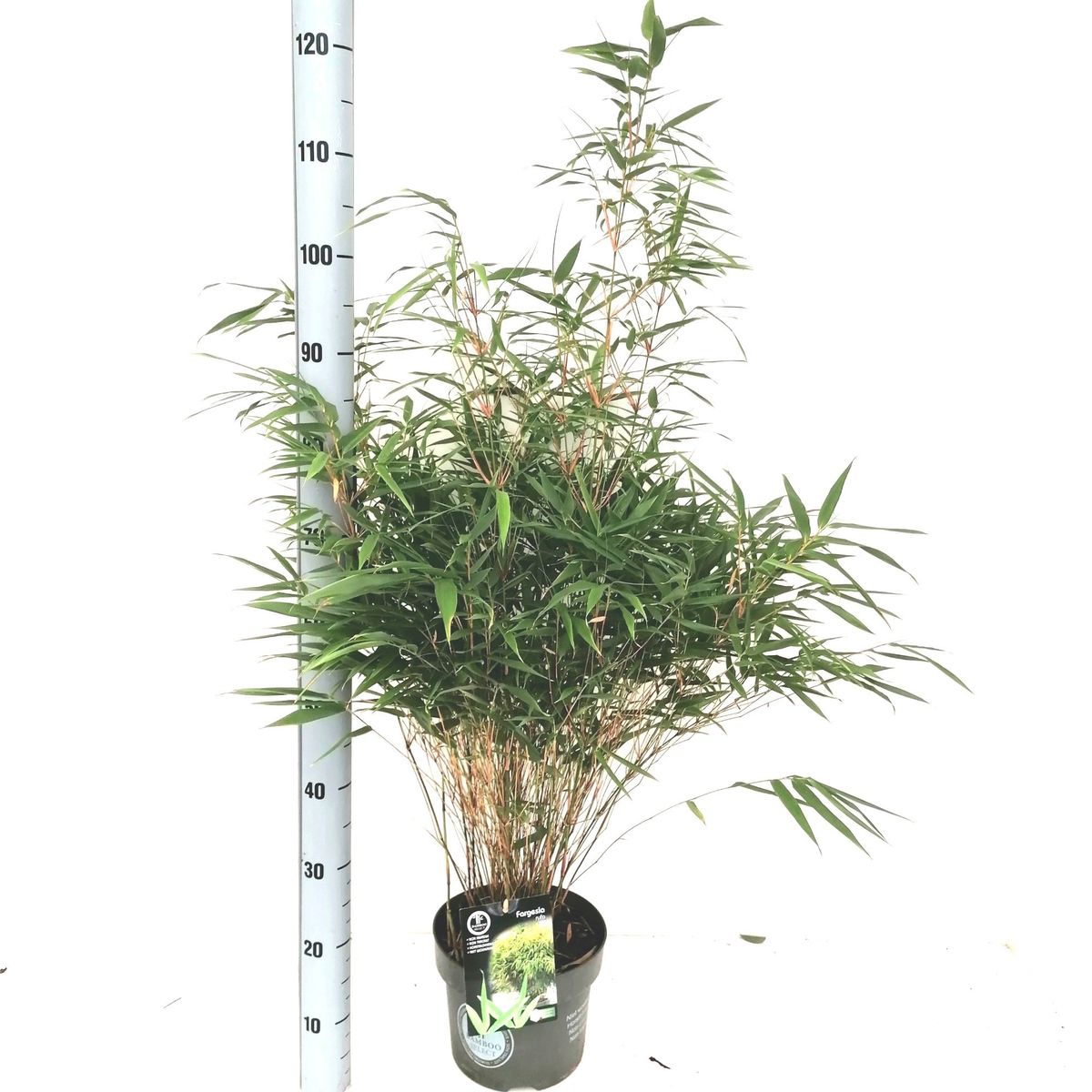Fargesia rufa — Plant Wholesale FlorAccess