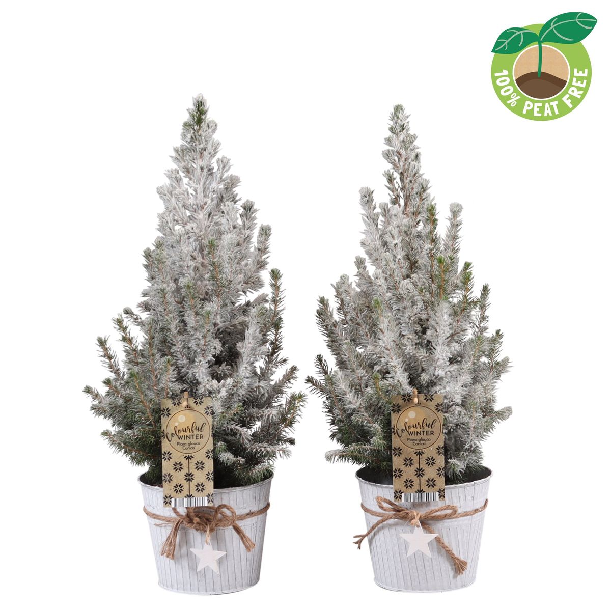 Picea glauca 'Conica' — Plant Wholesale FlorAccess