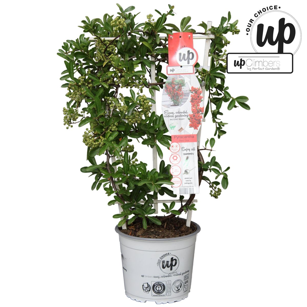 Pyracantha coccinea 'Red Star' — Plant Wholesale FlorAccess