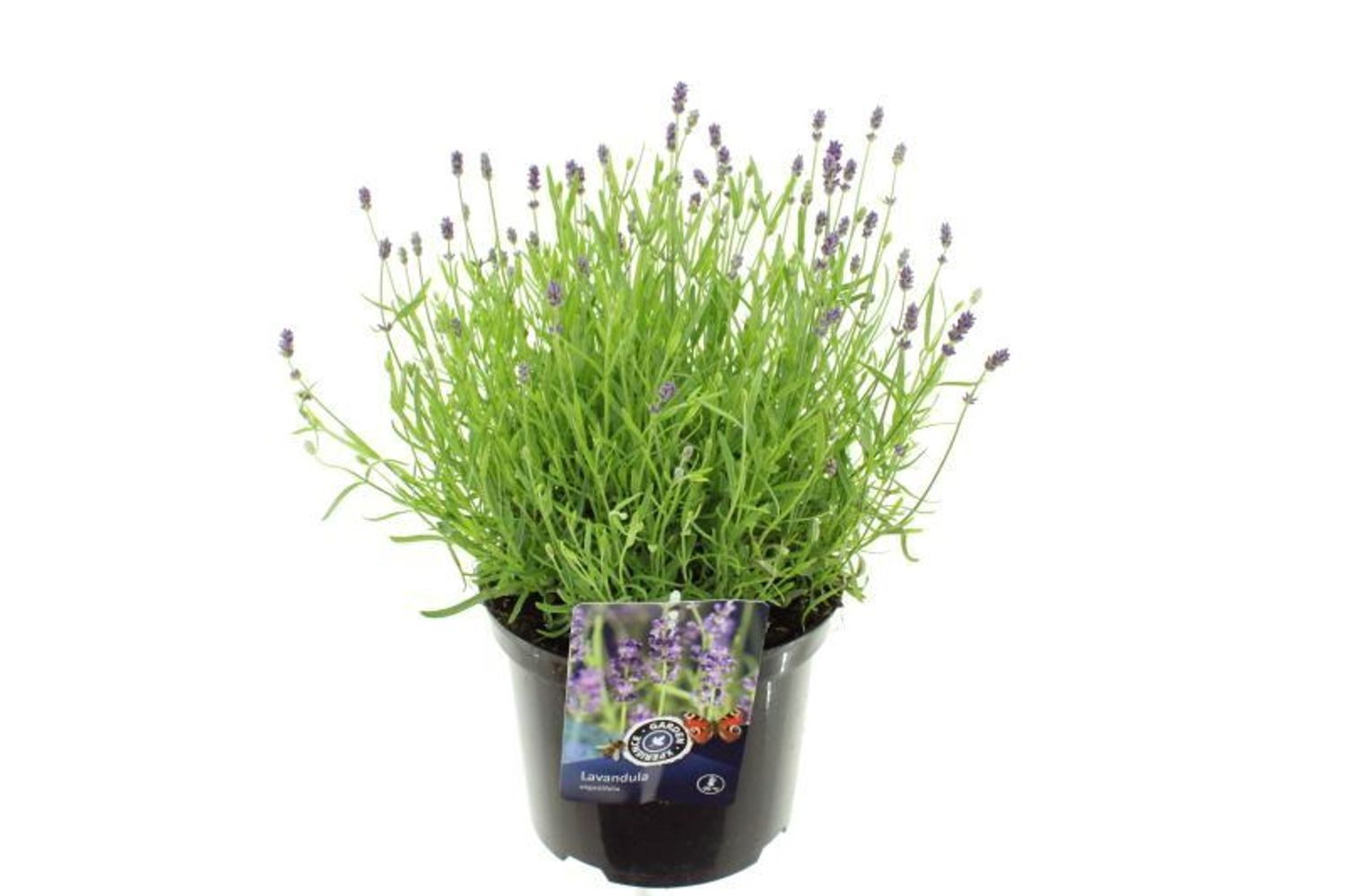 Lavandula angustifolia 'Essence Purple' — Plant Wholesale FlorAccess