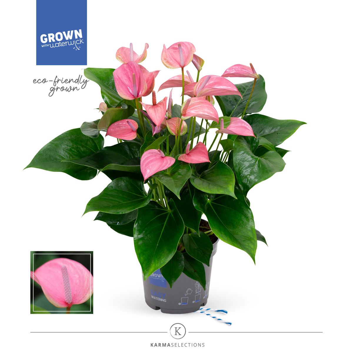 Anthurium JOLI — Plant Wholesale FlorAccess