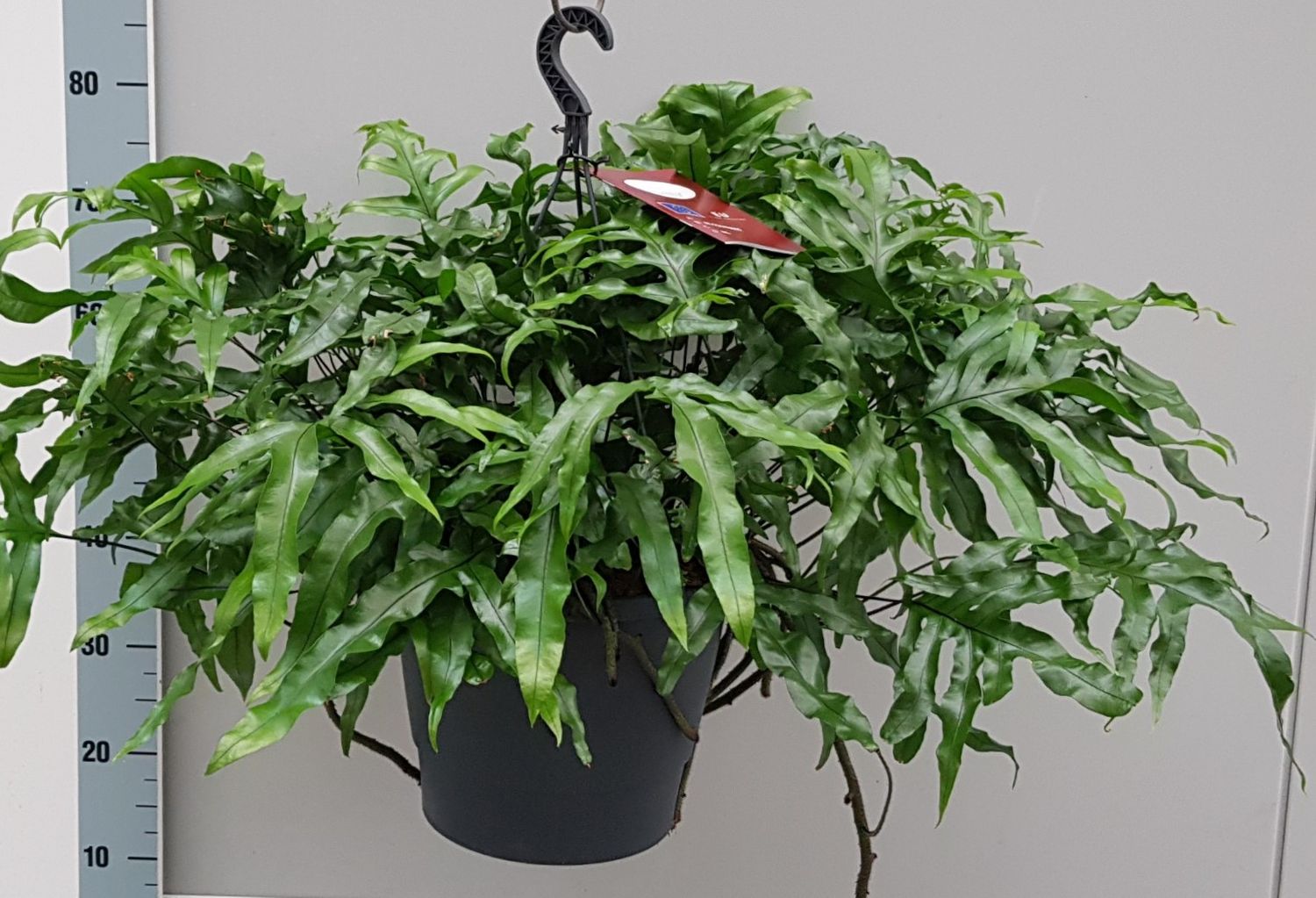 Microsorum diversifolium — Plant Wholesale FlorAccess