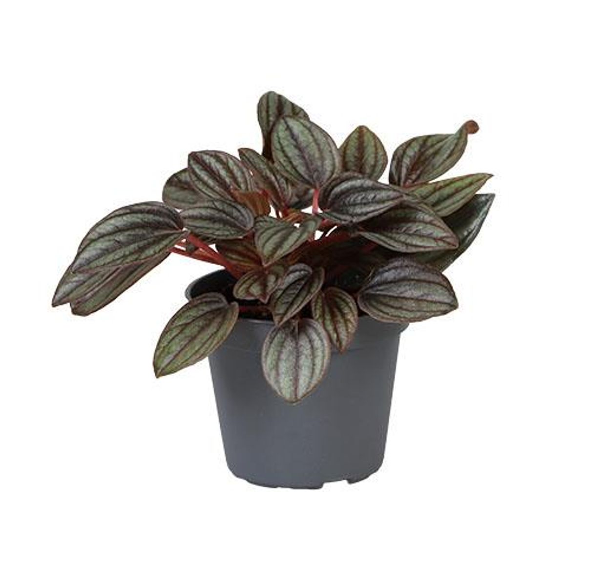 Peperomia caperata 'Lima' — Plant Wholesale FlorAccess