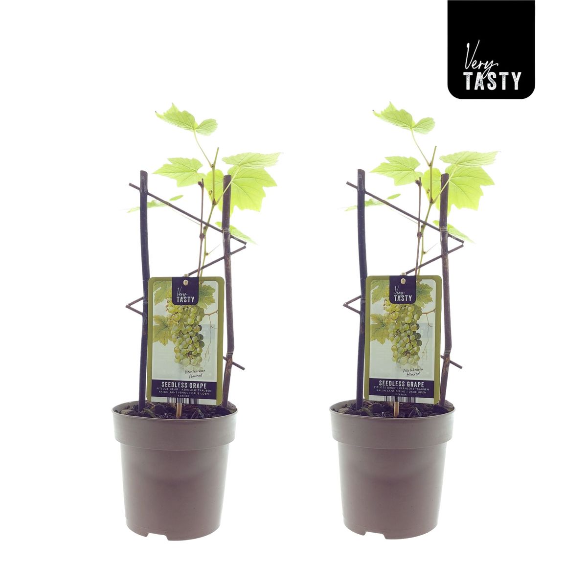 Vitis 'Himrod' — Plant Wholesale FlorAccess