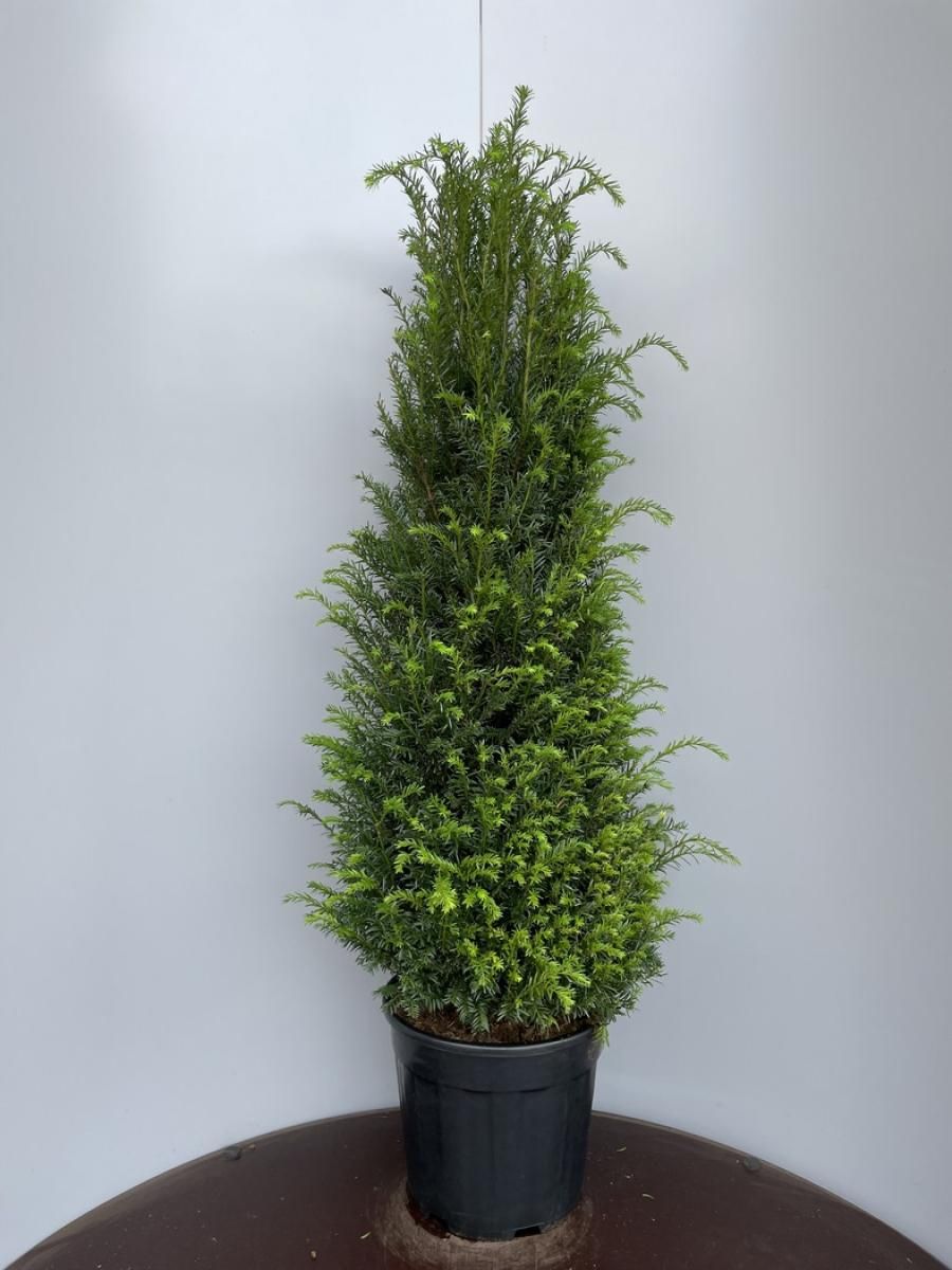Taxus baccata — Plant Wholesale FlorAccess