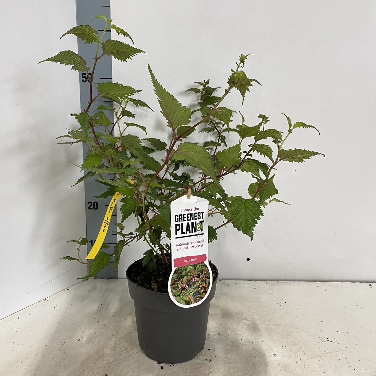Neillia affinis — Plant Wholesale FlorAccess