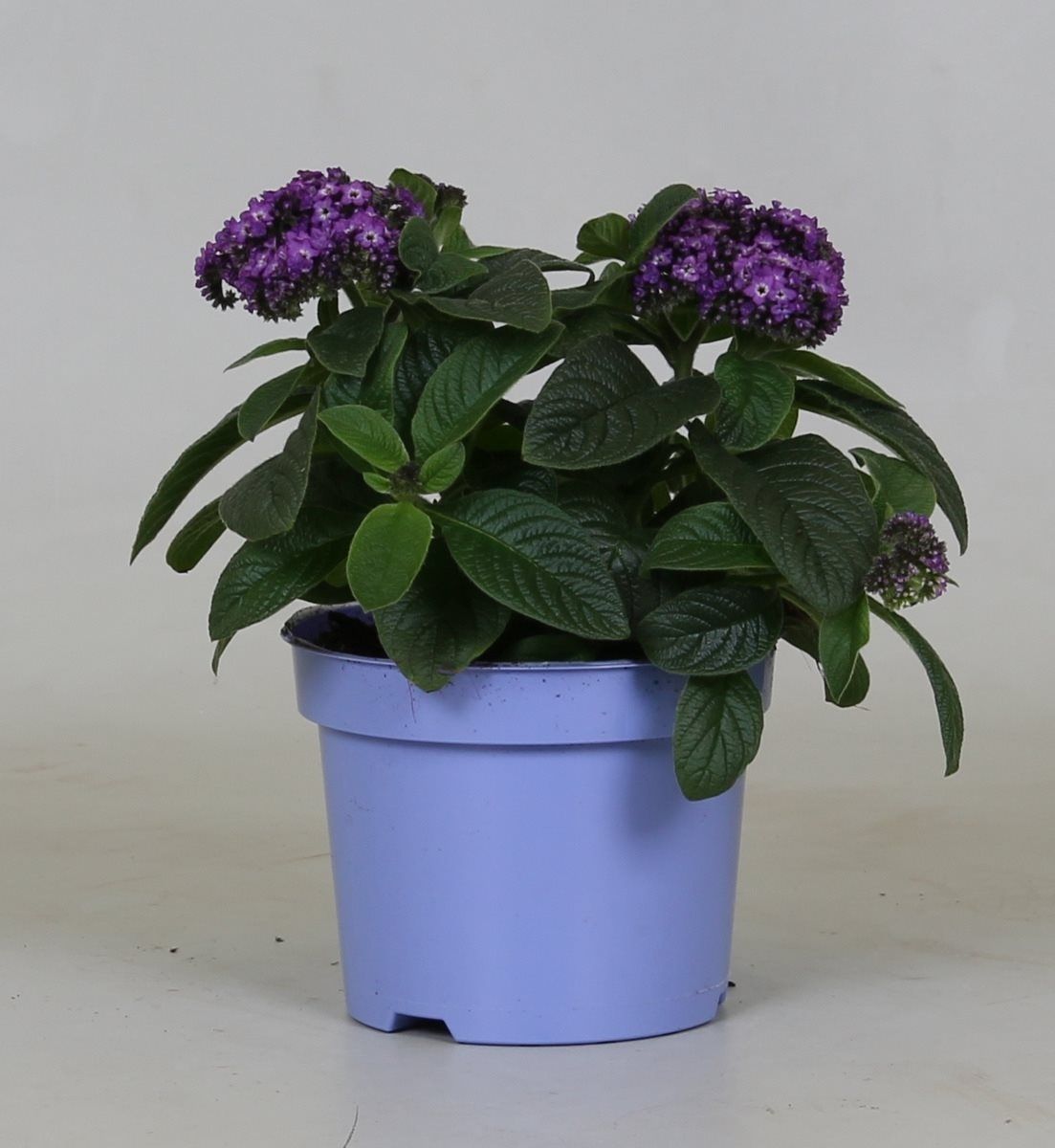 Heliotropium arborescens MARINO BLUE — Plant Wholesale FlorAccess