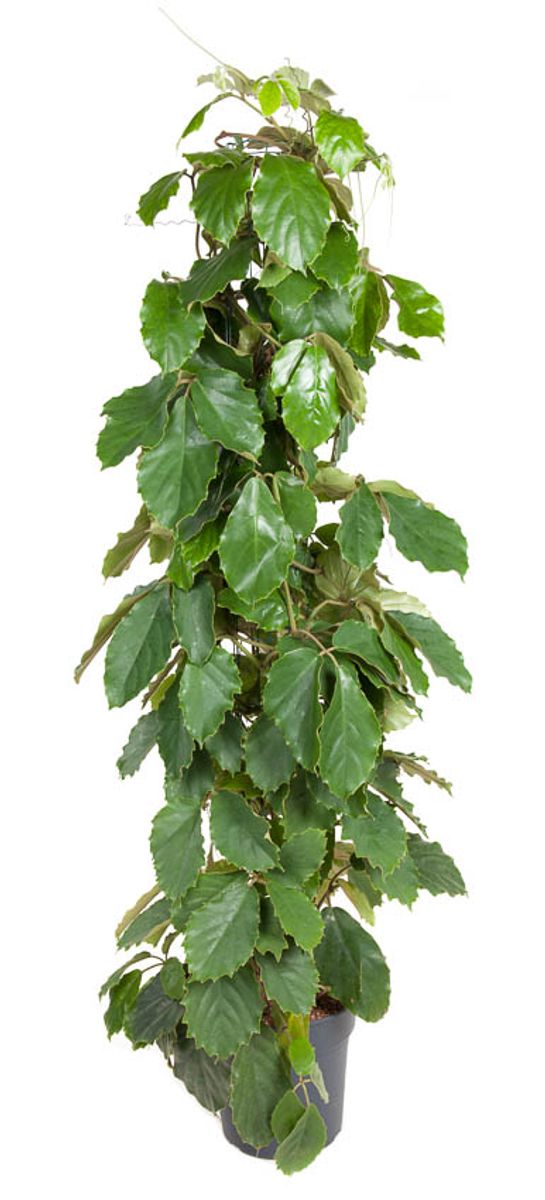 Tetrastigma voinierianum — Plant Wholesale FlorAccess