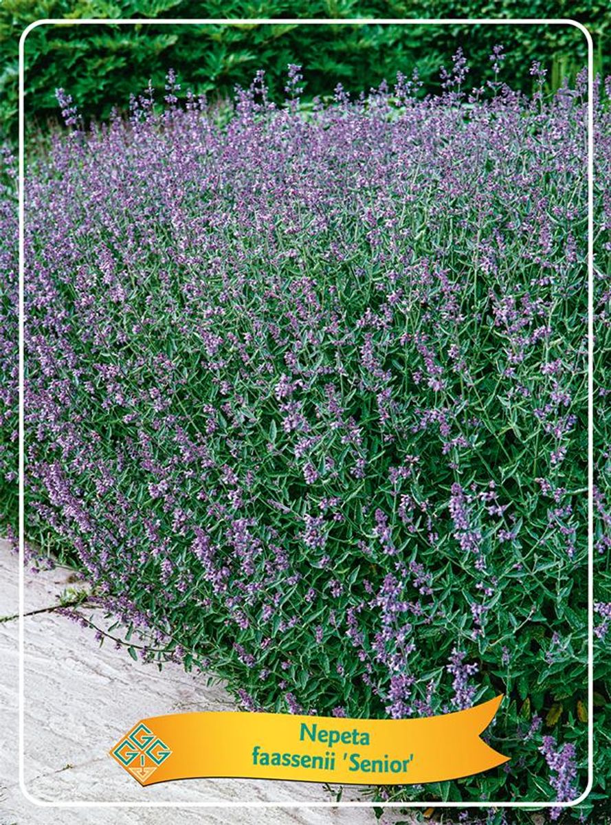 Nepeta 'Senior' — Plant Wholesale FlorAccess