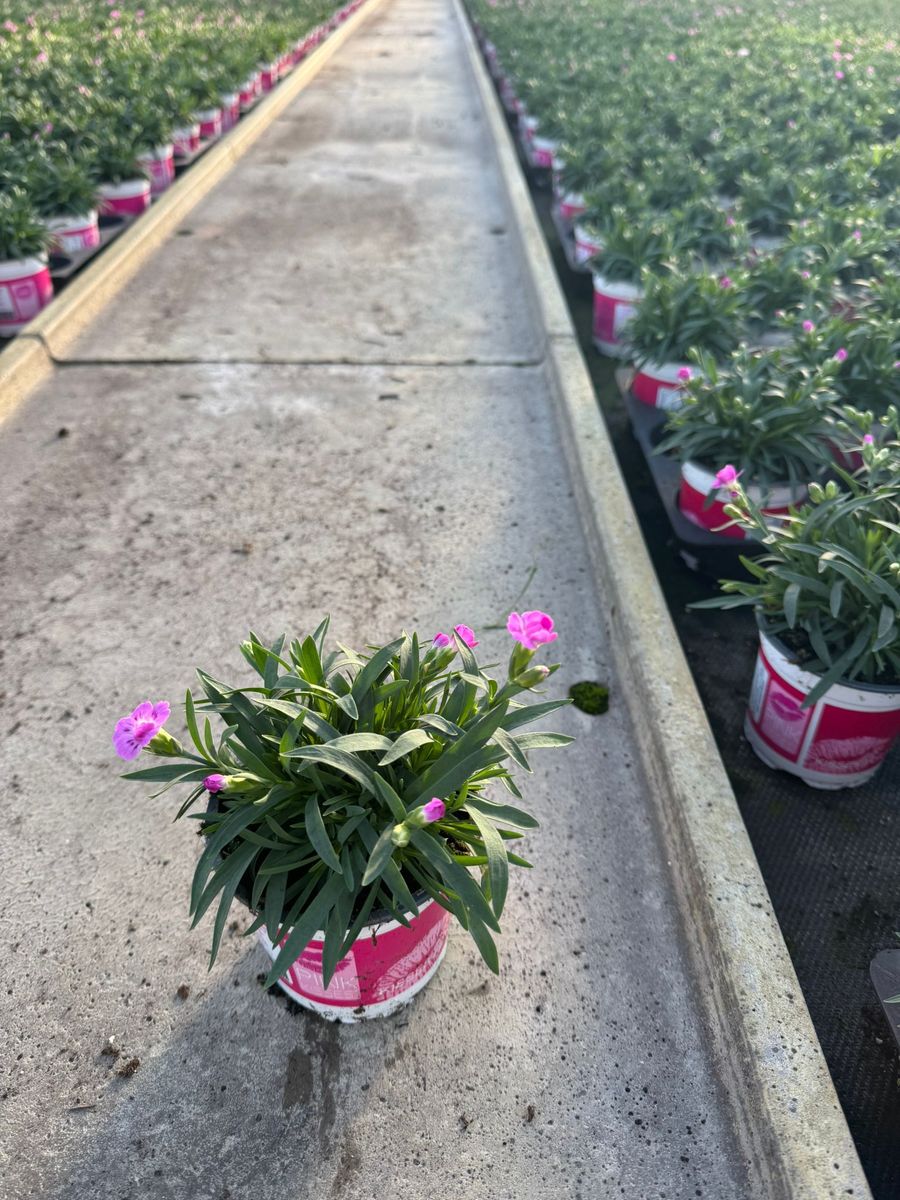 Dianthus PINK KISSES — Plant Wholesale FlorAccess