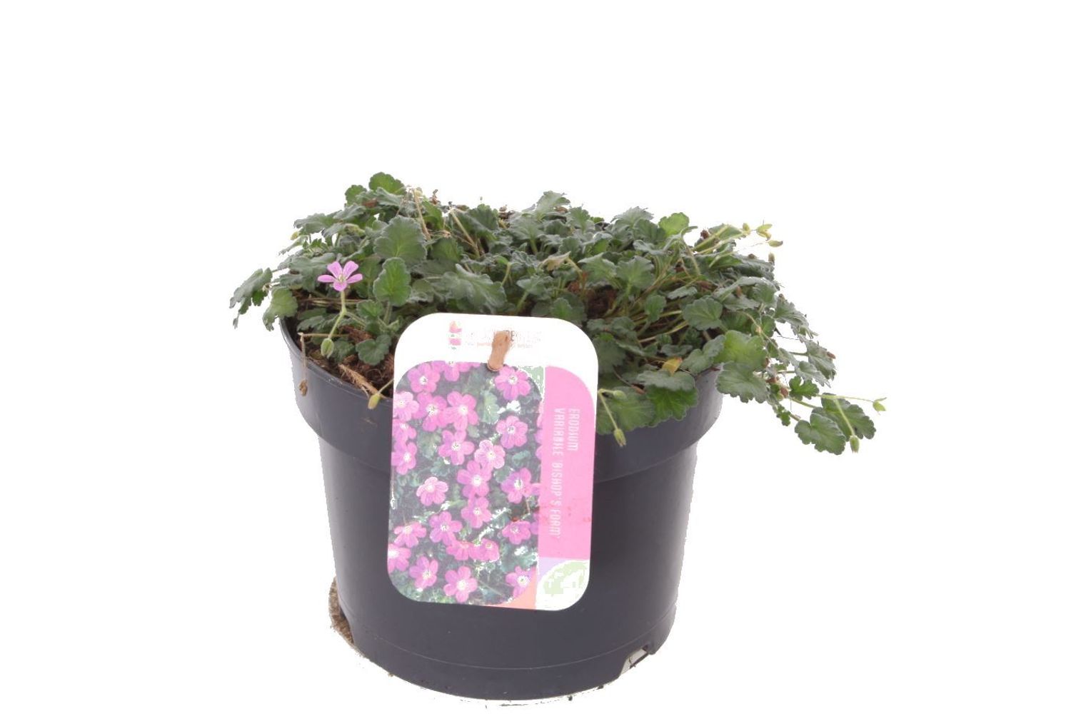 Erodium x variabile 'Bishop's Form' — Plant Wholesale FlorAccess