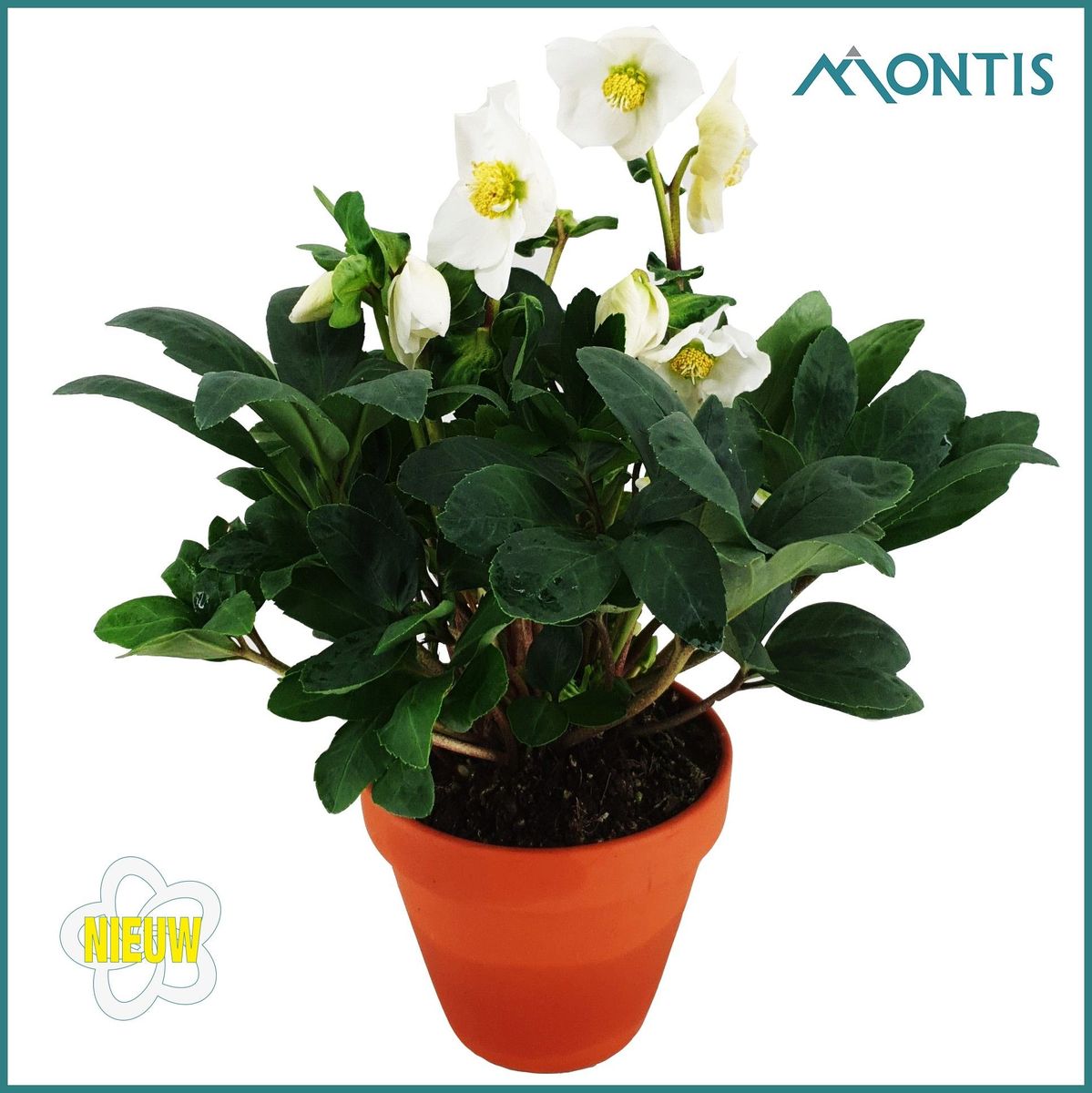 Helleborus niger 'Christmas Carol' — Plant Wholesale FlorAccess