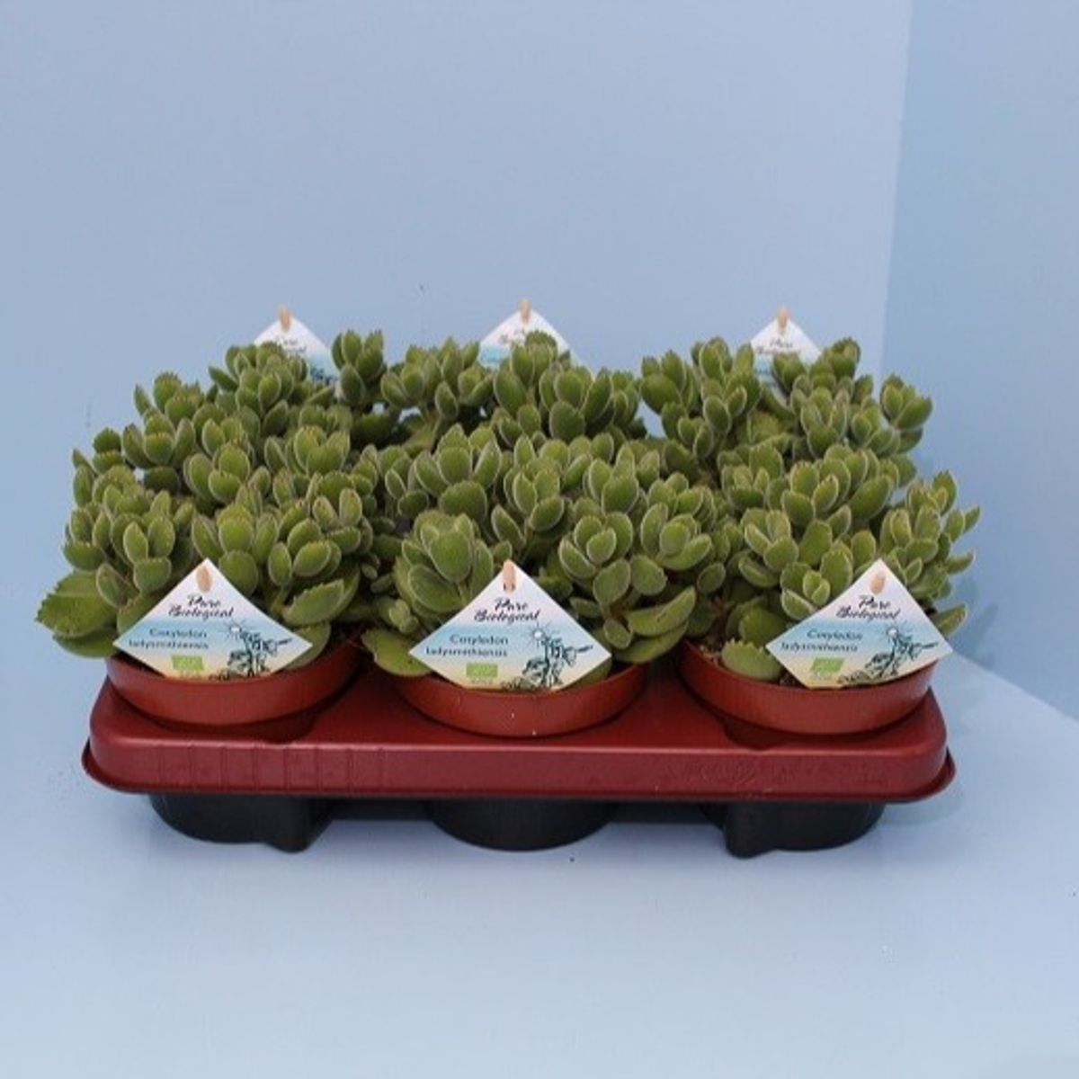 Cotyledon tomentosa ladismithiensis — Plant Wholesale FlorAccess