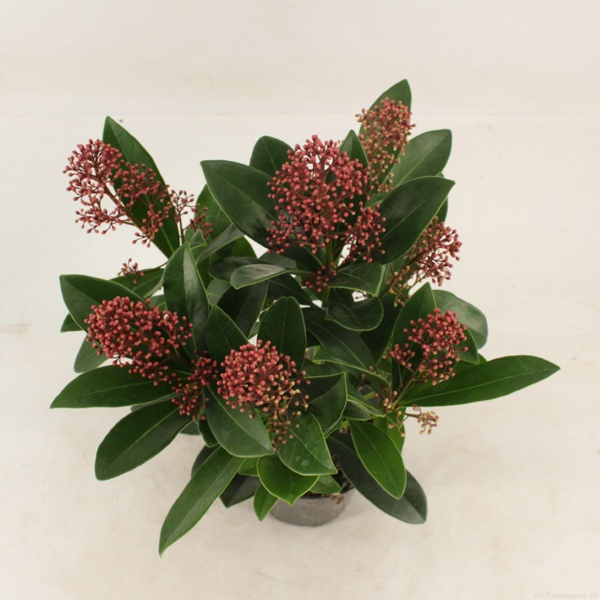 Skimmia japonica 'Rubella' — Plant Wholesale FlorAccess