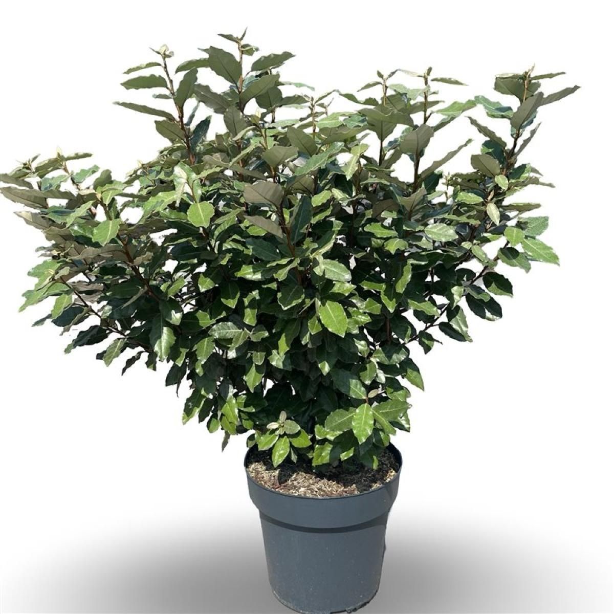 Elaeagnus x ebbingei 'Compacta' — Plant Wholesale FlorAccess