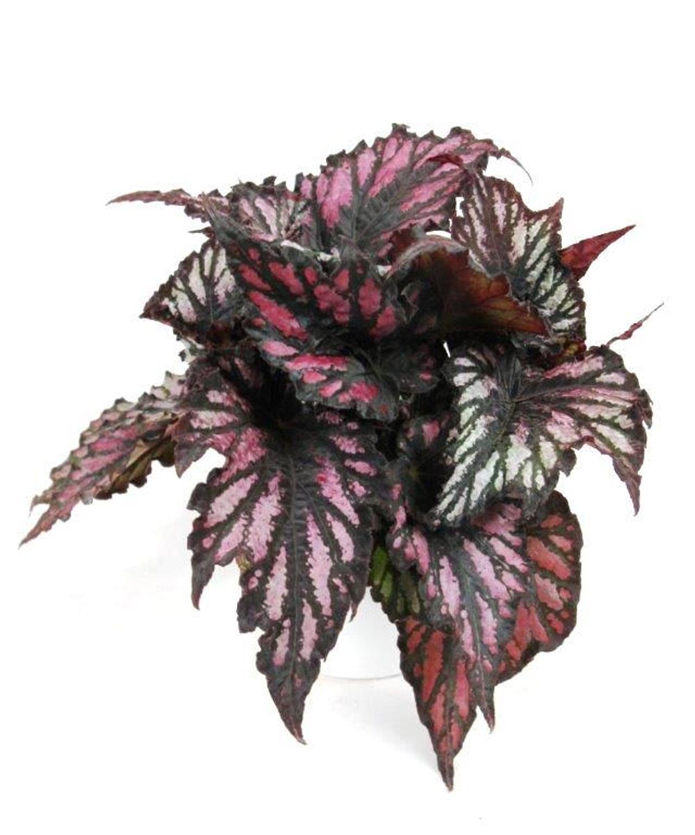 Begonia rex — Plant Wholesale FlorAccess