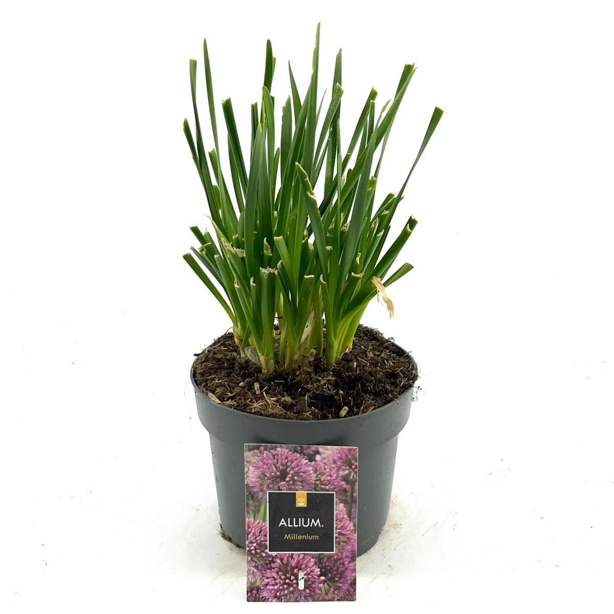 Allium 'Millenium' — Plant Wholesale FlorAccess