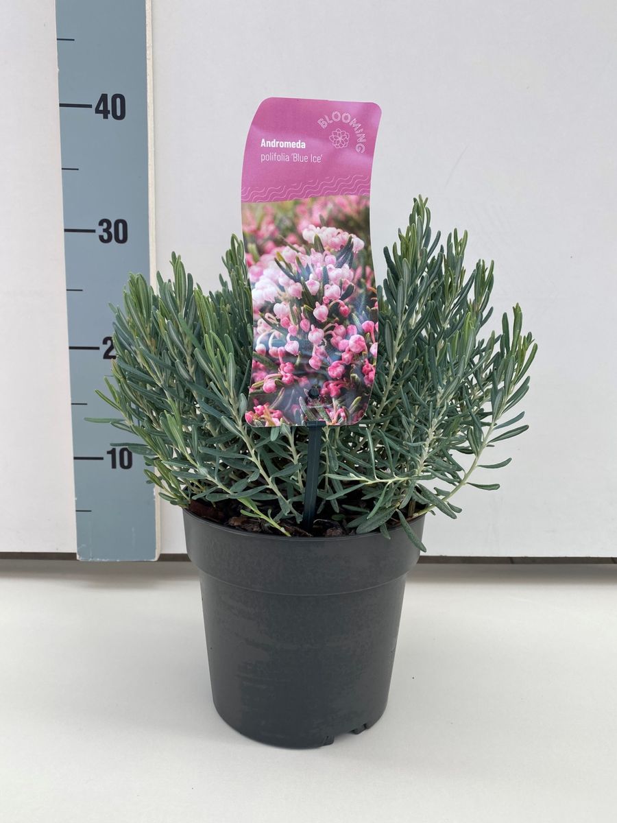 Andromeda polifolia 'Blue Ice' — Plant Wholesale FlorAccess