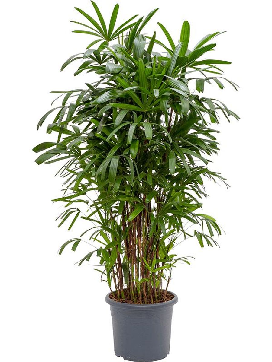 Rhapis excelsa — Plant Wholesale FlorAccess