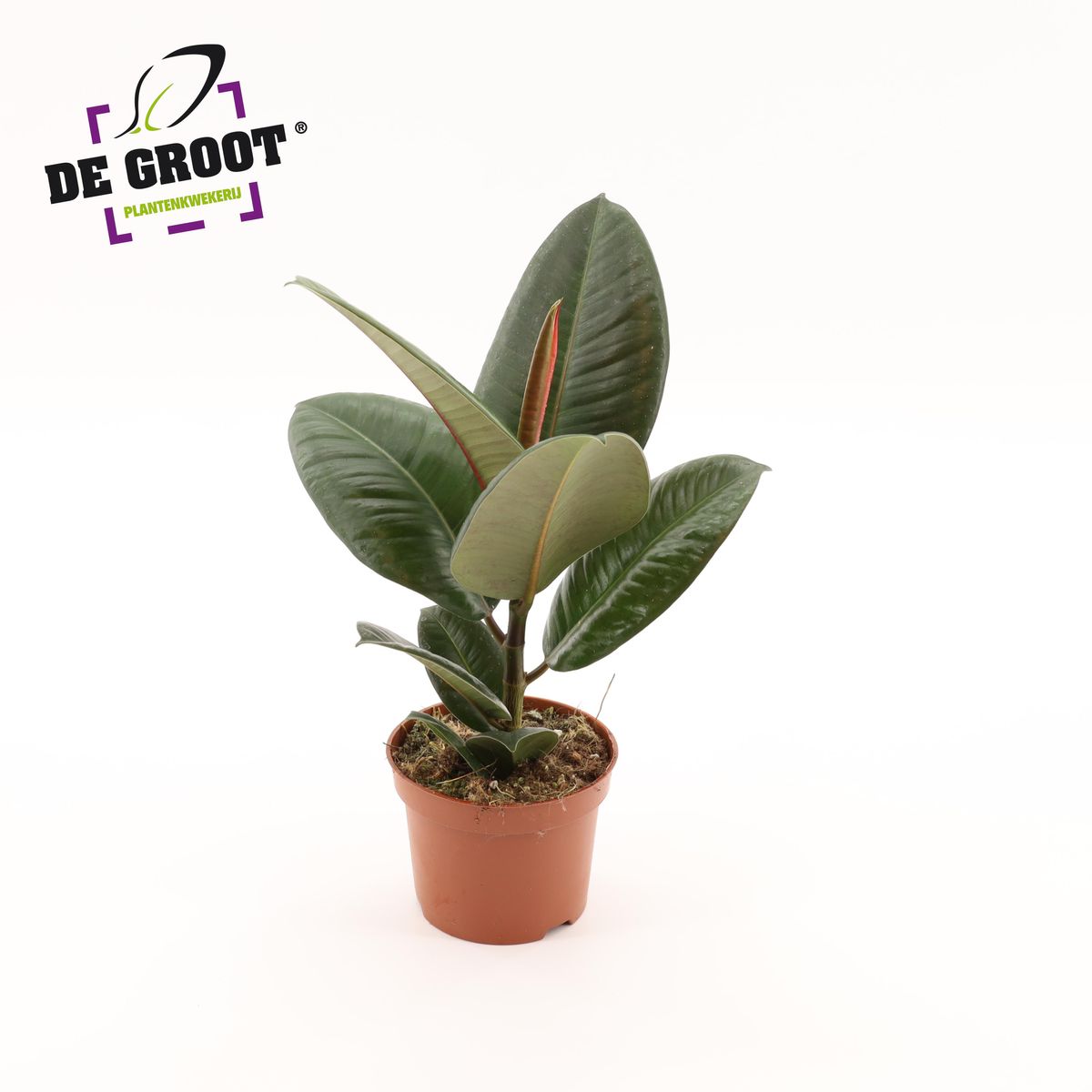 Ficus elastica 'Robusta' — Plant Wholesale FlorAccess