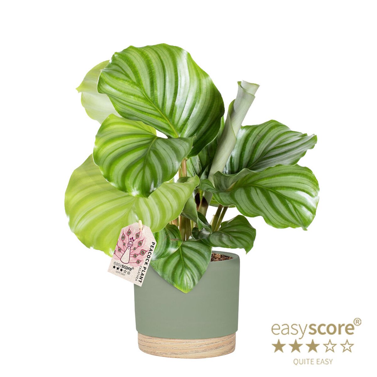 Calathea orbifolia — Plant Wholesale FlorAccess