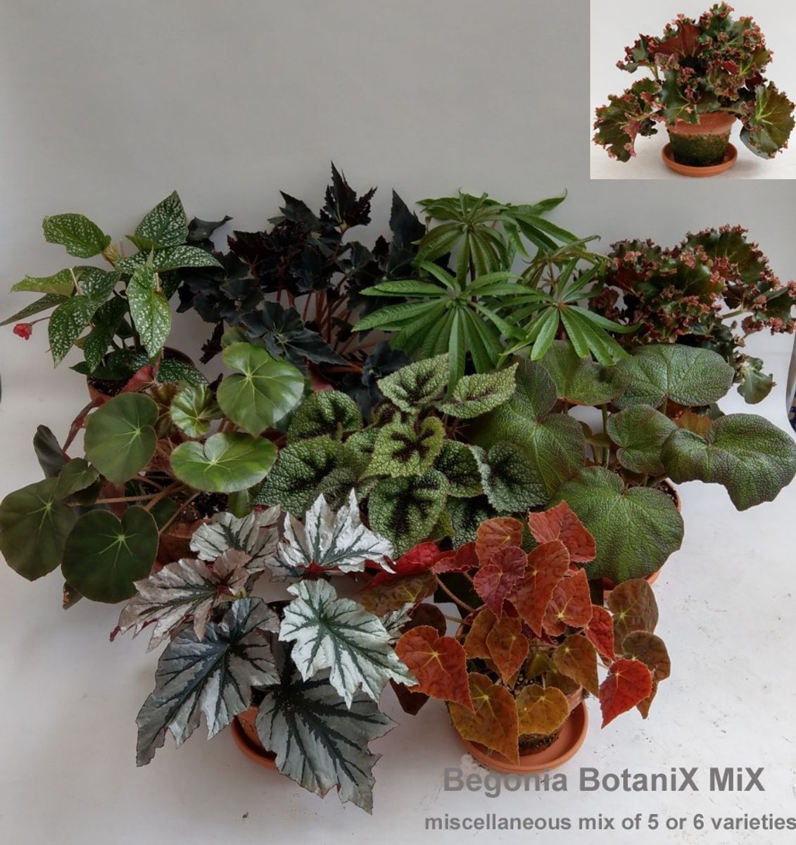 Begonia MIX — Рослини оптом FlorAccess