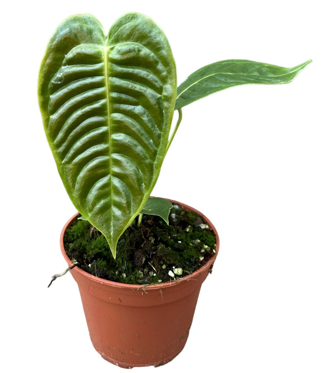 Anthurium veitchii — Plant Wholesale FlorAccess