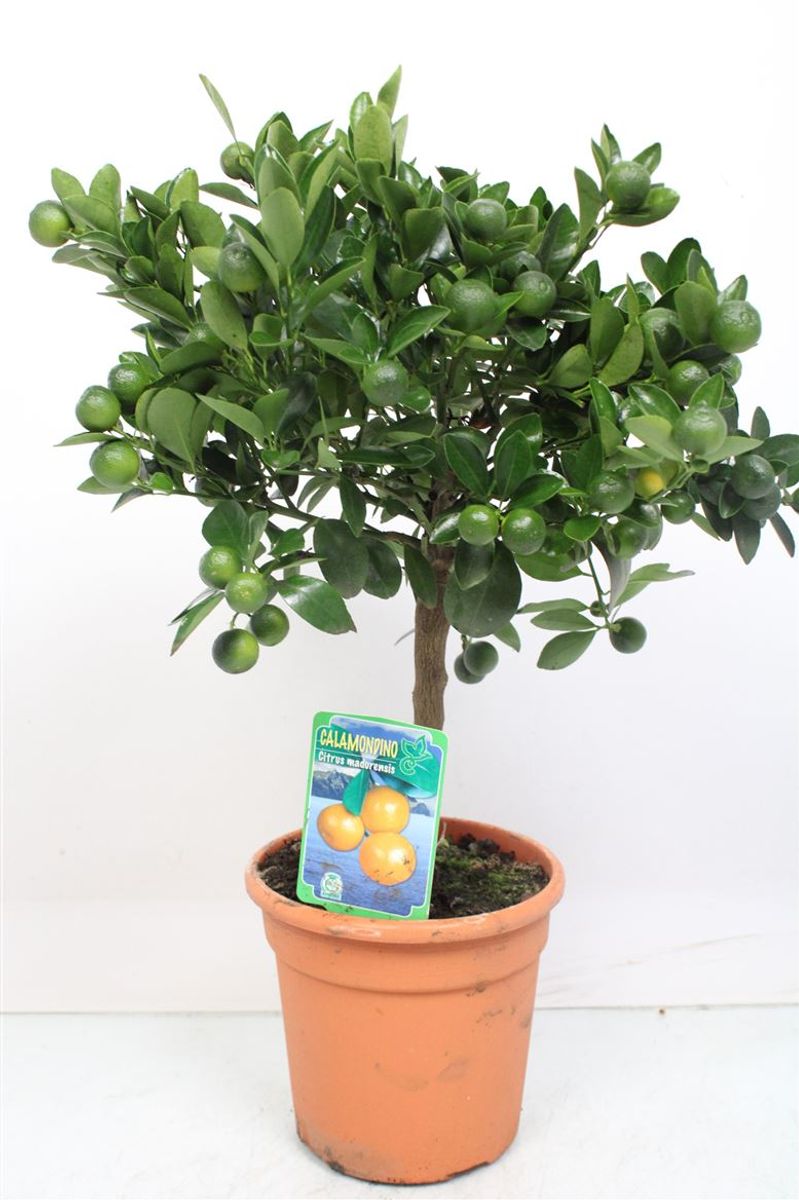 Citrus x microcarpa — Plant Wholesale FlorAccess