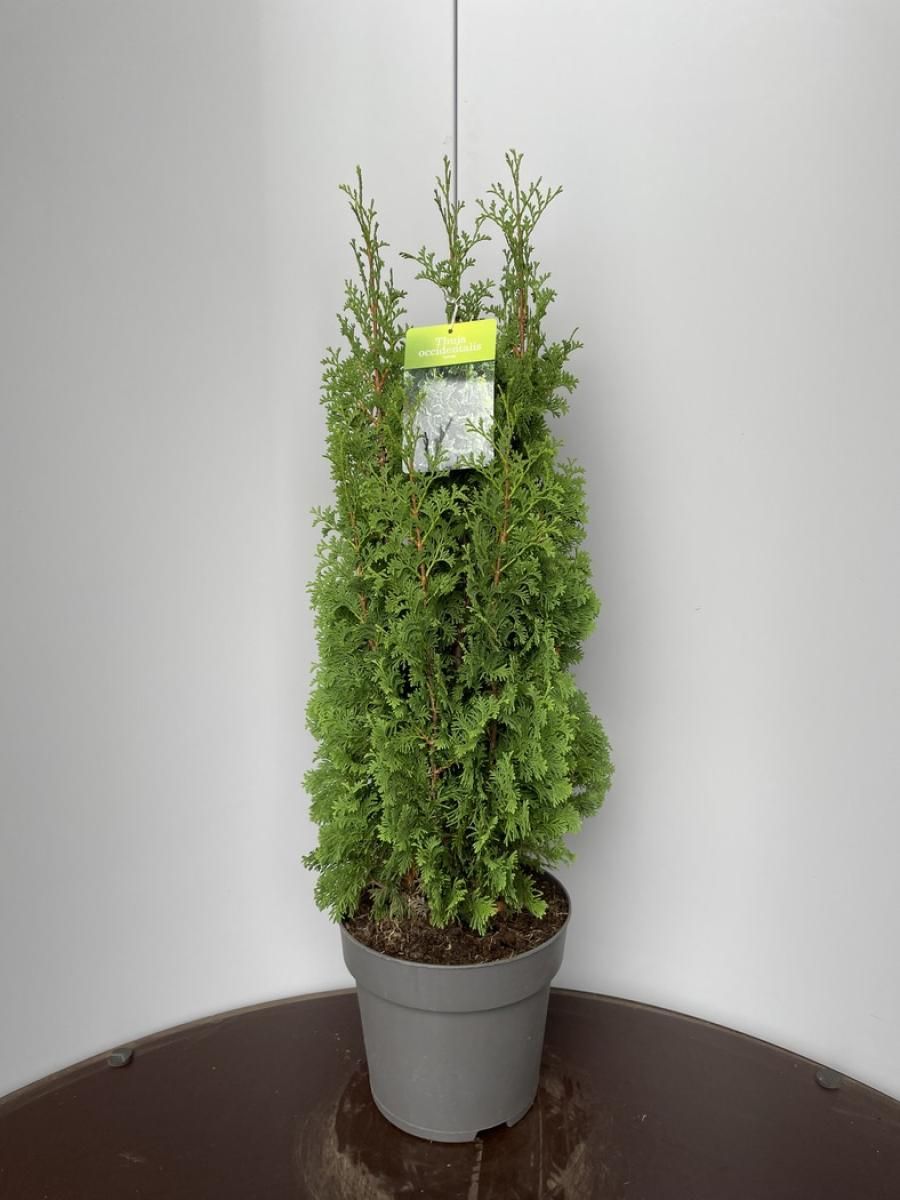Thuja occidentalis 'Degroot's Spire' — Plant Wholesale FlorAccess
