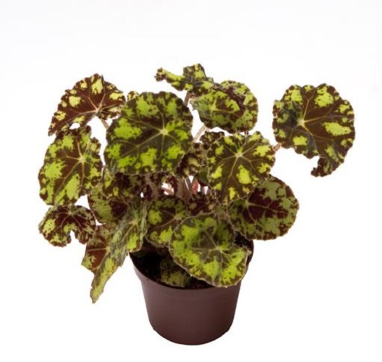 Begonia bowerae 'Tiger' — Pflanzengroßhandel FlorAccess