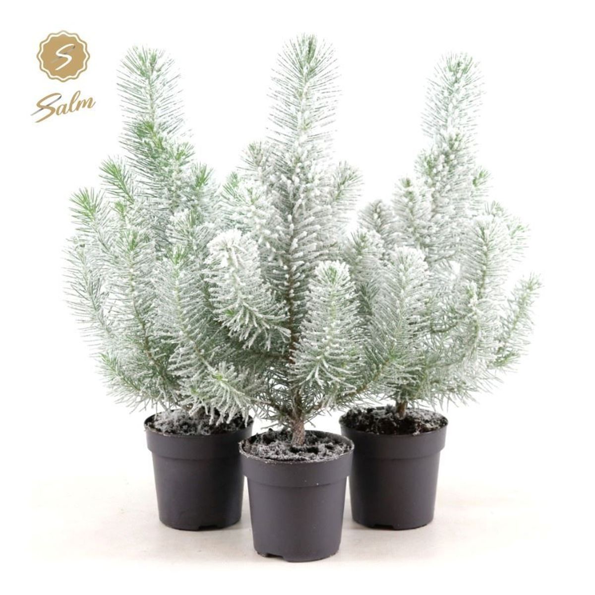Pinus pinea 'Silver Crest' — Plant Wholesale FlorAccess