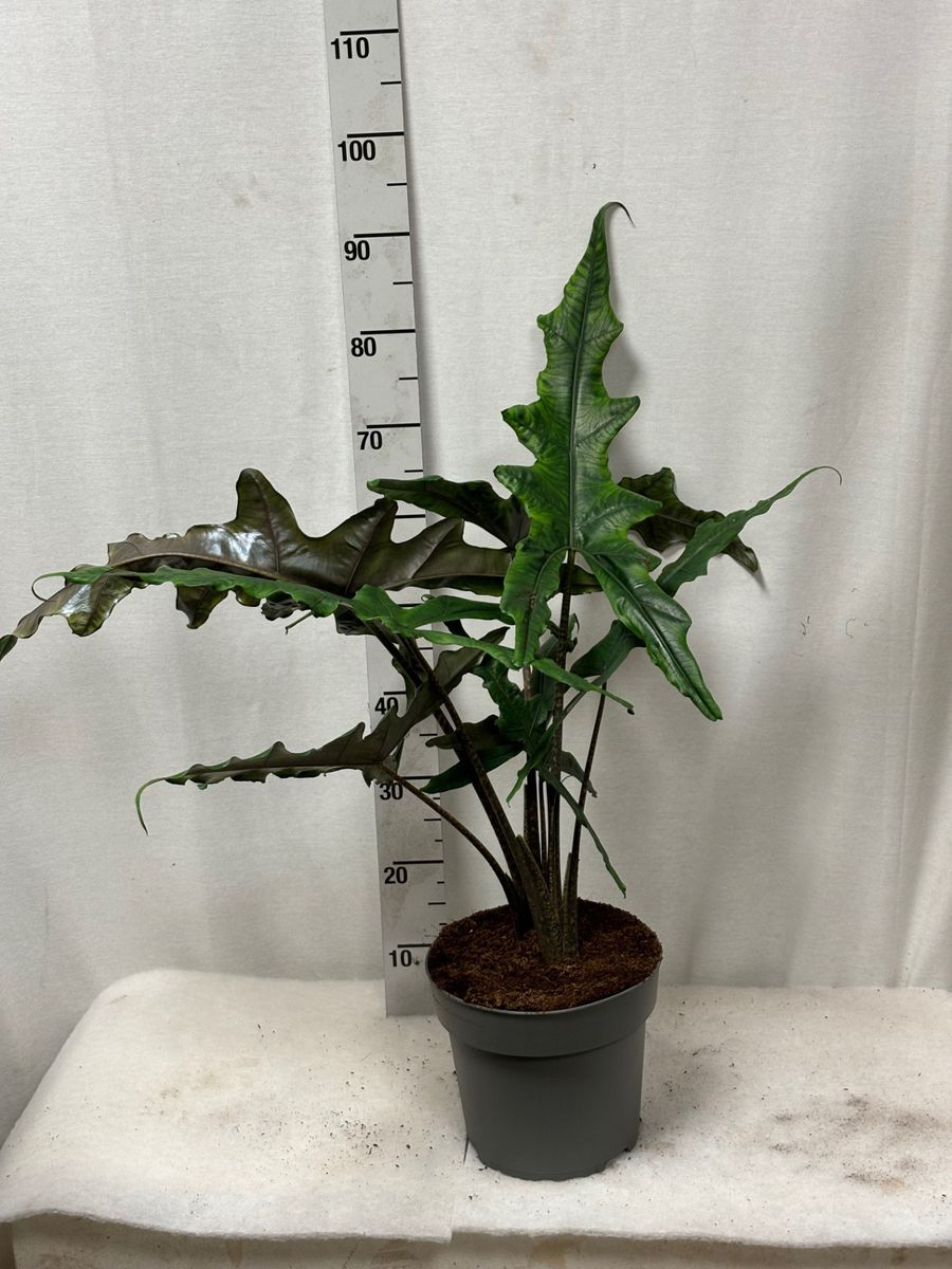 Alocasia SABRINA NARROW — Plant Wholesale FlorAccess