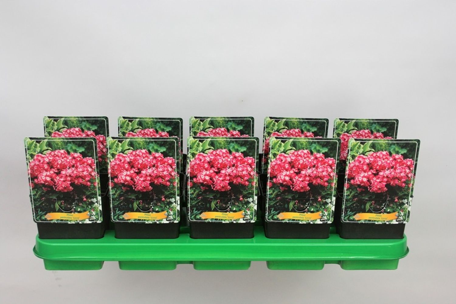 Phlox 'Lizzy' — Plant Wholesale FlorAccess