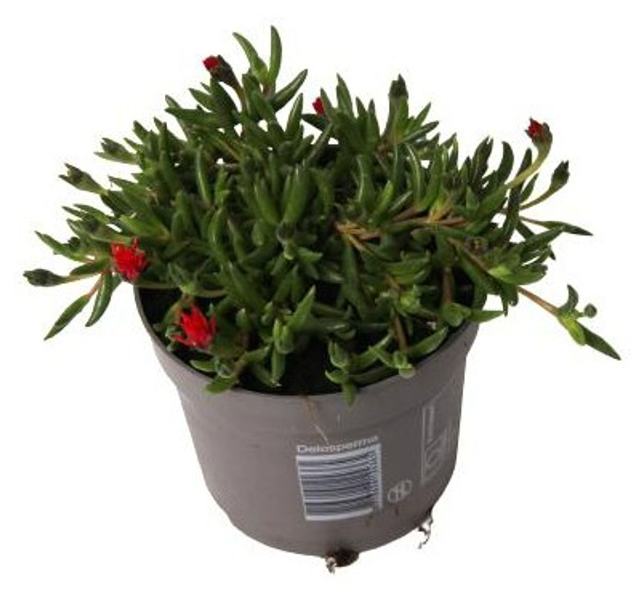 Delosperma dyeri RED MOUNTAIN — Plant Wholesale FlorAccess